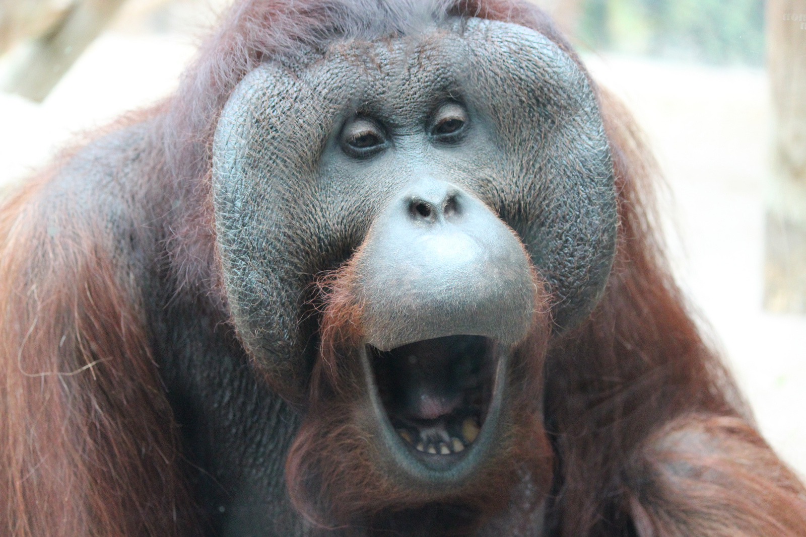 singe grande gueule – D’ aventures en aventures…🇯🇵🏯🈲🏣🗾👺 Le Japon en mai 25